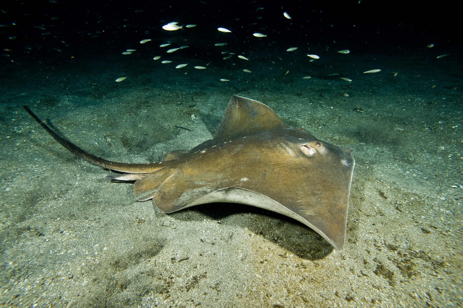 Estudio de la ULPGC diferencia por islas la conservación de los batoideos