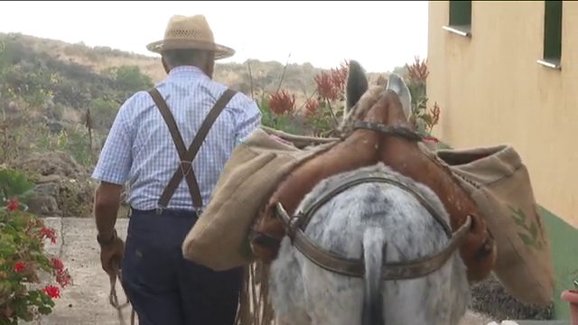 Perico protagonista de El Hierro en su especie