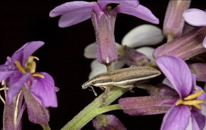 Descubren un nuevo insecto en el Parque Nacional del Teide